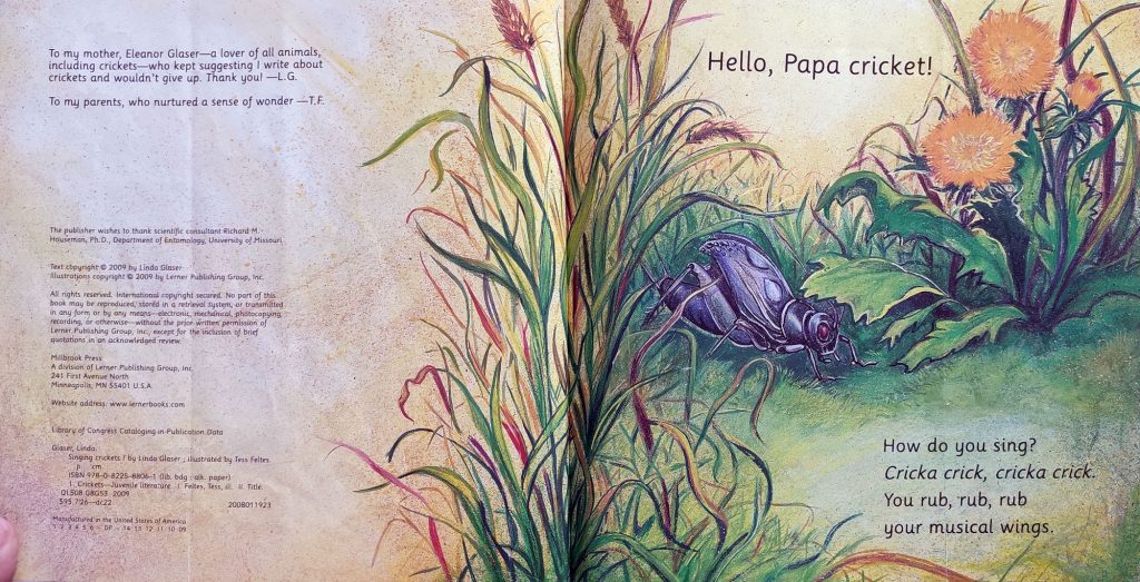 Singing crickets – Lotus Community Library – Library For Families