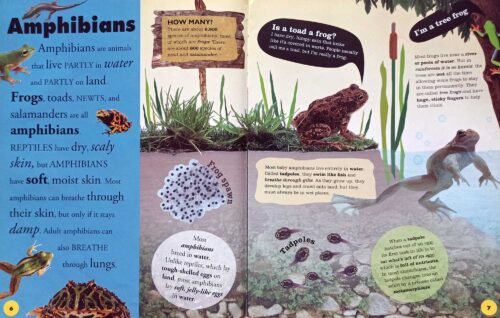 Everything you need to know about frogs and other slippery creatures ...