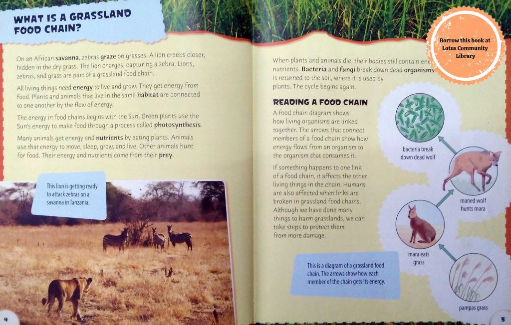 Grassland food chains – Lotus Community Library – Library For Families