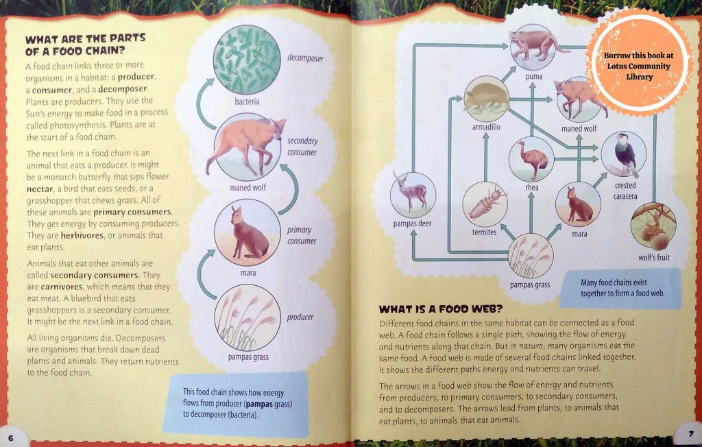 Grassland food chains – Lotus Community Library – Library For Families