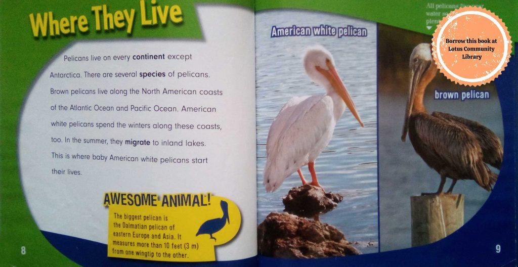 The life cycle of a pelican – Lotus Community Library – Library For ...